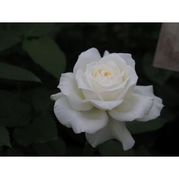 25/5/26up　※やや耐病性品種・・黒星病に強いですが、感染源があると感染して葉を落とし易くなります。栽培環境や気象条件により予防消毒を行ってください。春と秋は軽いベト病にかかる事があります。白の剣弁咲から咲き進むとクオーターロゼットに...