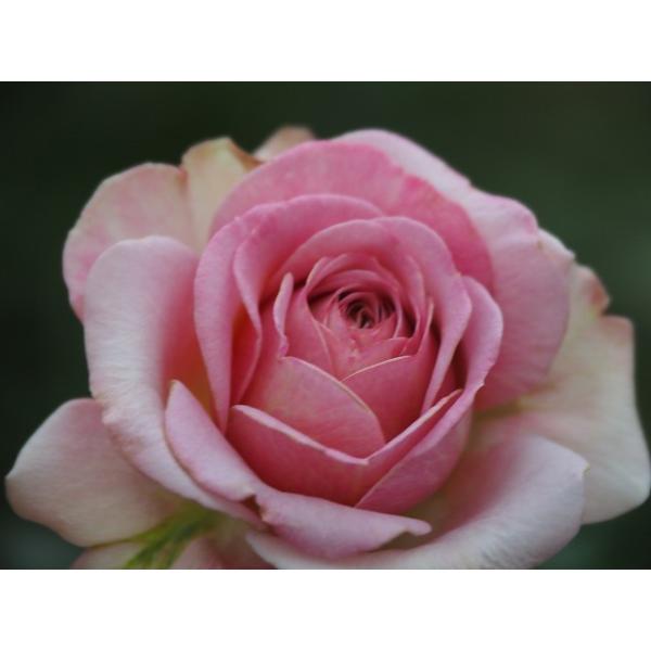 25/5/23upピンクの中大輪、カップ咲。ティの中香。生育は穏やかで、多少時間がかかる。とても美しい花です。変わり咲。超長期開花。房咲でステムは良く伸びる。