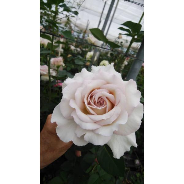 26/2/18up　ロゼットに咲いていきます。強香。咲き始めから開くまで美しく移り変わります。耐病性品種ではないですが、夏も秋も変わらず良く咲く強剪定型完全四季咲き品種なのでとても育てやすいです。