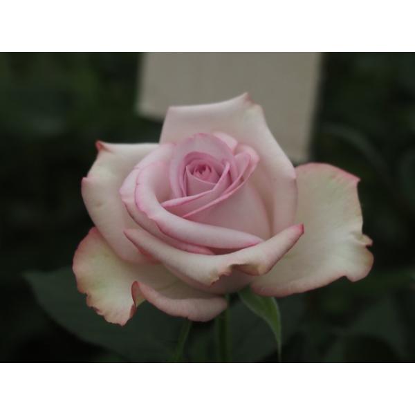 25/5/25up淡いブルーの半高芯剣弁咲。花持ち良く、花と葉のバランスがとても良い。