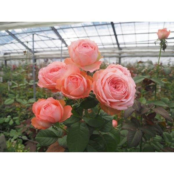 26/2/21upカップ咲の大輪スプレー咲品種。とげなし。一輪咲でも見事です。フルーティ強香、超長期開花。咲き進むとグリーンアイが出てくる。耐病性品種で黒点病にならない。前代未聞の優れた品種です。株が出来ていないと花弁数も少なく本来の花型に...