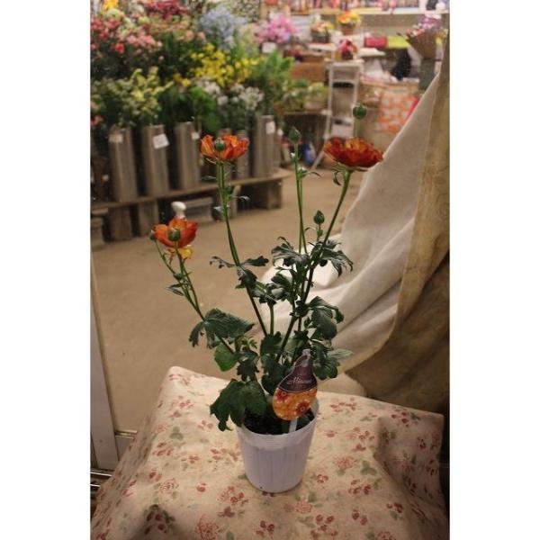 25/10/29　∇夏越し非冷蔵充実球根株です。お買い得商品です。１２月の寒さで花芽分化します☆初心者でも育て易く夏越しも比較的容易い。ベテランにとっては沢山のしっかりとした花茎が豪華に上がり、夏越し後秋の生育期に更に大株になります☆秋植え...