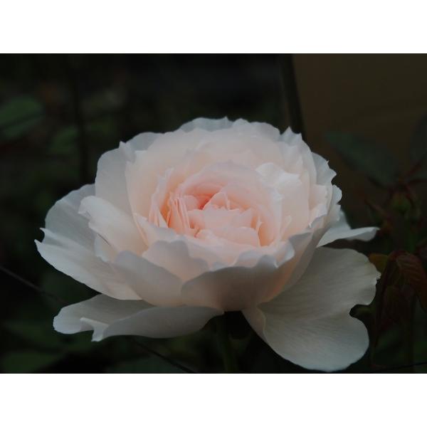 24/8/20up　苗の販売は９〜１２月に始めます。