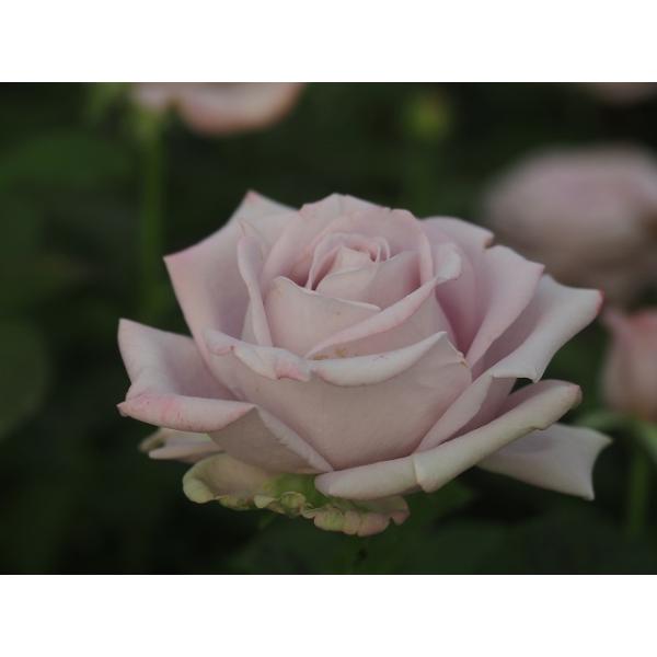 25/2/03up淡いパープルの花色で蕾が大きい。フルーティ-の中香高芯半剣弁咲で矮性。とげが少なく直立性。