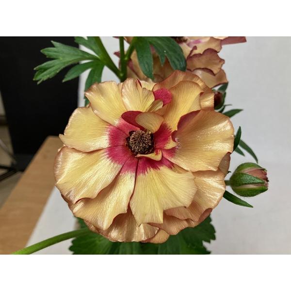 【発売日：2026年02月03日】26/1/20up　予約商品です。２/３発売　２/４〜２/１４の期間に早い注文順で発送いたします。∇優れた生産者が１月いっぱいまで作り込んだメリクロン充実苗です。・・仮にそのまま植え替えなくても秋には充実球...