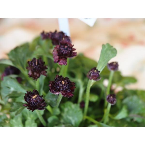 26/2/2up　※同じ規格の生産者の商品に変わります。∇夏越しも可能な品種です。一般的ではないかもしれませんが、とても魅力的な品種です。沢山の花がコンパクトに咲きます。他の花を引き立て、さらに個性が際立ちます。寄せ植えや素敵な鉢で栽培した...