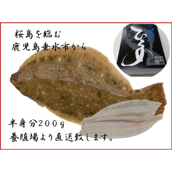・活〆 杜仲ひらめ 半身分（200ｇ）3〜４人分　皮なし片面2枚おろし （養殖） 刺身用 　冷蔵発送・消費期限：製造から5日間（開封後はお早めにお召し上がりください。）・製造元：有限会社 森水産・有限会社 森水産から商品は発送致します。・養...