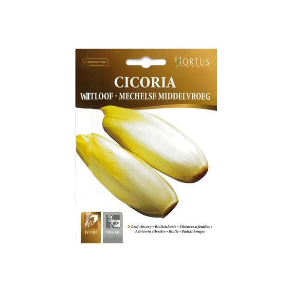 種まき　4〜8月　収穫　9〜3月日本でも馴染みの深いチコリ。チコリといえば、まずこれを思い浮かべる方も多いと思われます。甘さと苦味が入り混ざり、白菜にも似たみずみずしさとしゃきしゃきとした食感があります。葉は食物繊維、力リウム等が豊富で若葉...