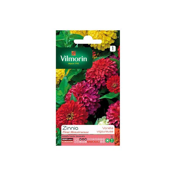 夏のファーマーズマーケットで売られる定番花束のジニア！手間がかからず栽培でき、暑さに強く強健、色とりどり、しっかりした茎で切り花に最適、夏から秋まで花期が長い、などなど、いいことづくめ特に生育旺盛丈夫な品種で、草丈も80cmと高くなります。...