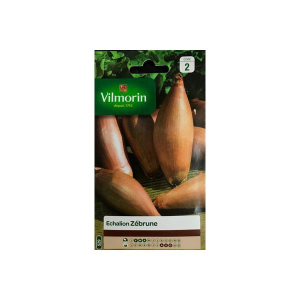 エシャロット・Zebrune【V-Echa1　529】形も真鍮色も、鳥の太もも焼きを彷彿とさせる。良く似た長細い形の品種です。白い果肉には、ニンニクや玉ねぎではやはり代用が効かない、繊細な風味があります。グラタンやスープのベースに欠かせませ...