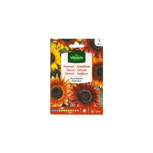 ダークブラウン一色の花びらや、黄色い花びらの中心部に近い半分側だけがダークレッドになるもの、など様々なグラデーションの花が見られます。太陽大好き、暑さに強く、夏を代表する花として人気です。草丈1.5m、栽培は容易、花は晩秋まで咲きます。切り...