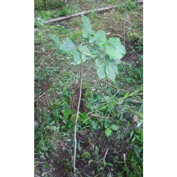 【発売日：2026年03月02日】1枚目の写真は50cm苗の葉が開いたものです。苗は肥料分の少ない自生のもので、ひげ根が少なく幹も細く、根切れ、苗の曲がりなどもございます。自生のものは4号ポットで販売されている40cmの苗に比べて(写真参照...