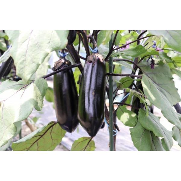 農薬も肥料も一切使わず、自然の力だけで育ったなすです。皮がやわらかく、えぐみが少ないため、料理に使いやすく仕上がっています。焼きなすにすればとろけるような食感と香ばしさが楽しめ、揚げると甘みが引き立ちます。炒め物や煮びたし、カレーや麻婆なす...