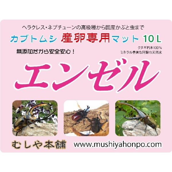 5年前から自社専用で使用していました高品質のカブトムシの産卵専用マットを商品化！弊社大型ヘラクレスもこのマットから誕生しています！プロが使用している産卵マットを是非お試し下さい！【用　　途】かぶとむし全般の産卵に！【基幹材料】クヌギを中心に...