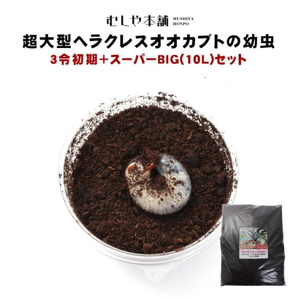 お蔭様でドンドン売れています！【和 名】ヘラクレスオオカブト（ヘラクレスヘラクレス）【学 名】 Dynastes hercules hercules 【孵 化】 孵化後4ヶ月程度 【産 地】グアドループ産 【サイズ】 3令初期【累 代】CB...