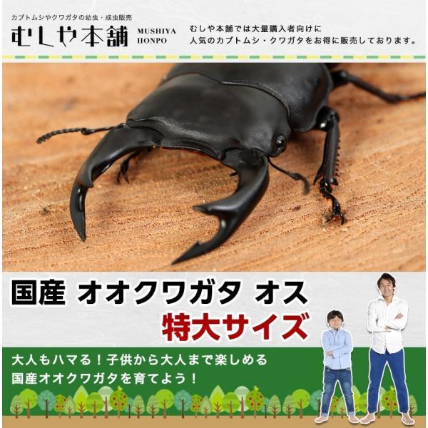 大アゴが太いオリジナルの個体！プレゼントに！　【和　名】オオクワガタ【学　名】Dorcus hopei binodulsus【体　長】特大サイズ（オス80ｍｍ〜81ｍｍ）【羽　化】2023年2月以降【累　代】CB【生産地】熊本　むしや本舗オ...