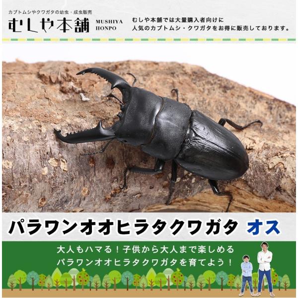 世界最長のヒラタクワガタ成虫【学　名】Dorcus titanus palawanicus【産　地】パラワン島【累　代】CB【サイズ】LLサイズ（オス：95mm以上）【羽化日】羽化後、1〜6ヶ月以内※画像は、同等の参考です。※複数店舗で販売...