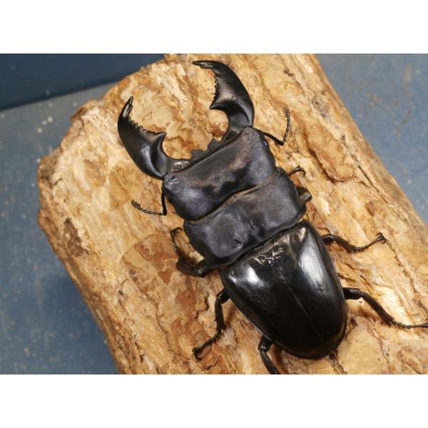 スマトラヒラタ幼虫3頭スマトラ島アチェ　F2初2令幼虫3頭　　R7年12月孵化♂親は極太の個体を使用しました。画像は参考個体です。