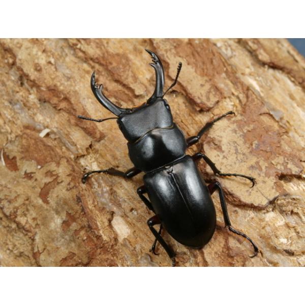 アカアシクワガタ幼虫3頭京都府大乙訓郡山崎町　WF1初2令幼虫3頭　R7年11月孵化画像は参考個体です。