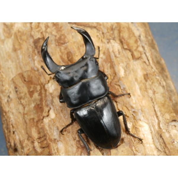 ホペイオオクワガタ♂♀ペア中国福建省北峰　CBF1♂67ミリ　R7年8月羽化♀45ミリ　R7年7月羽化画像は出品個体です。