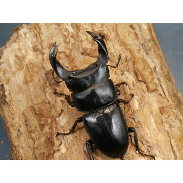 ホペイオオクワガタ♂♀ペア中国福建省北峰　CBF1♂66ミリ　R7年8月羽化♀41ミリ　R7年7月羽化♂の前胸背板に歪みがあります。画像は出品個体です。