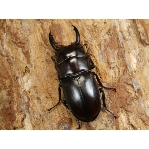 トレスノコギリ幼虫3頭オーストラリア　クイーンズランド　CBF1初2令幼虫3頭　R7年12月孵化単為生殖（♀のみで産卵）もするクワガタです。育ててみてください。画像は参考個体です。