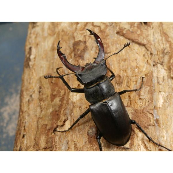 ヨーロッパミヤマ♂♀ペアフランス南部　CBF1♂55ミリ　　R7年7月羽化♀36ミリ　　R7年7月羽化画像は出品個体です。