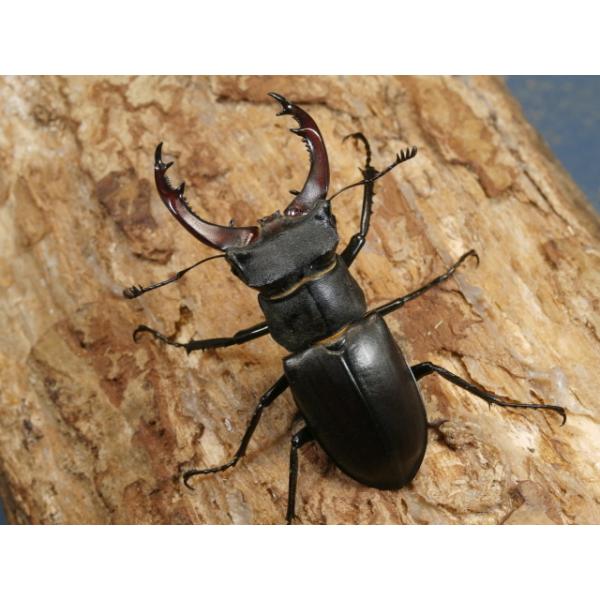 ヨーロッパミヤマ♂♀ペアフランス南部　CBF1♂55ミリ　　R7年7月羽化♀36ミリ　　R7年7月羽化画像は出品個体です。