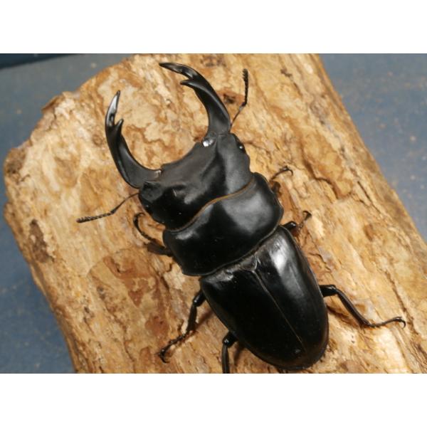 オオクワガタ♂♀ペア大阪府豊能郡能勢町　CBF1♂85ミリ　R7年7月羽化♀54ミリ　R7年6月羽化♂のアゴずれがあり、上翅にわずかな傷があります。画像は出品個体です。