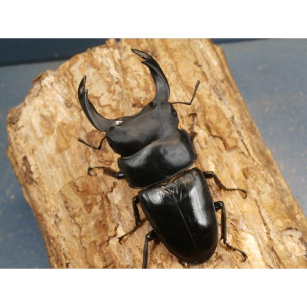 オオクワガタ♂♀ペア大阪府豊能郡能勢町　CBF1♂85ミリ　R7年7月羽化♀54ミリ　R7年6月羽化♂のアゴずれがあり、左アゴ先がわずかに欠けてます。画像は出品個体です。