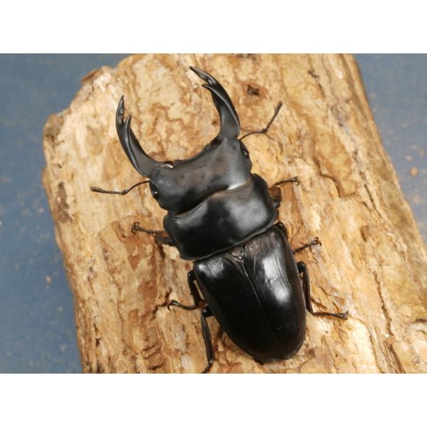 オオクワガタ♂♀ペア大阪府豊能郡能勢町　CBF1♂82ミリ　R7年7月羽化♀53ミリ　R7年6月羽化♂の上翅のコブと先端のわずかなズレがあります。画像は出品個体です。