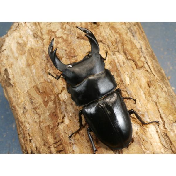 オオクワガタ♂♀ペア兵庫県川西市　CBF1♂75ミリ　R7年7月羽化♀51ミリ　R7年6月羽化画像は出品個体です。