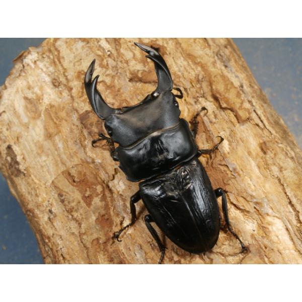 オオクワガタ♂♀ペア兵庫県川西市　CBF1♂75ミリ　R7年7月羽化♀51ミリ　R7年6月羽化♂の体表にシワがあります。画像は出品個体です。