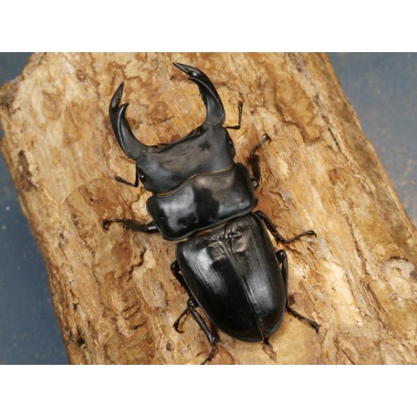 オオクワガタ♂♀ペア兵庫県川西市　CBF1♂77ミリ　R7年7月羽化♀47ミリ　R7年7月羽化♂の上翅先端に少しずれがあります。♀の画像はございませんが、問題は無く完品です。画像は出品個体です。