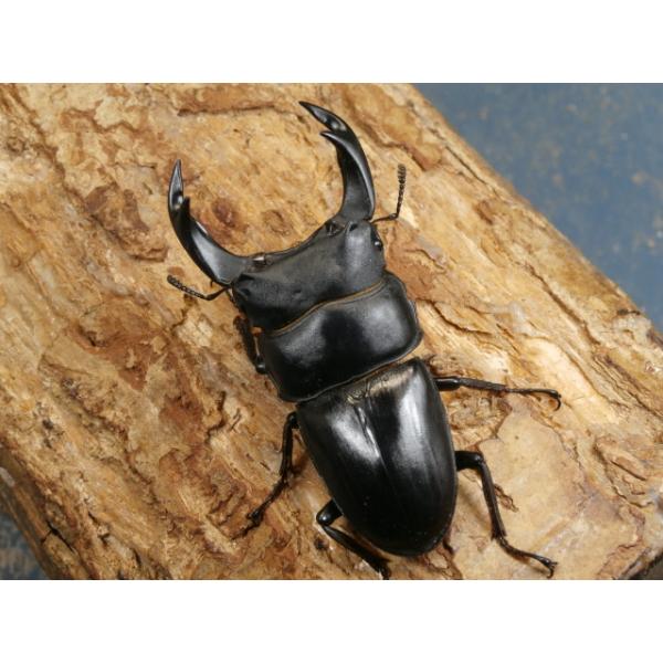 ホペイオオクワガタ♂♀ペア中国福建省北峰　CBF1♂69ミリ　R7年7月羽化♀49ミリ　R7年6月羽化♀の上翅に少し開きがあります。画像は出品個体です。