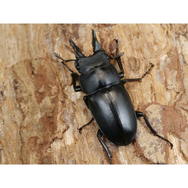 セリコルニスノコギリ♂単品マダガスカル　F2♂40〜44ミリ　　 R7年11月羽化画像は参考個体（出品個体含む）です。