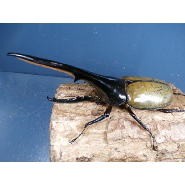 ヘラクレス（ヘラヘラ）♂♀ペアグアドループ　CBF1♂150ミリ　R7年12月上旬羽化♀68ミリ　R7年11月下旬羽化♀の画像はございませんが、問題は無く完品です。画像は出品個体です。