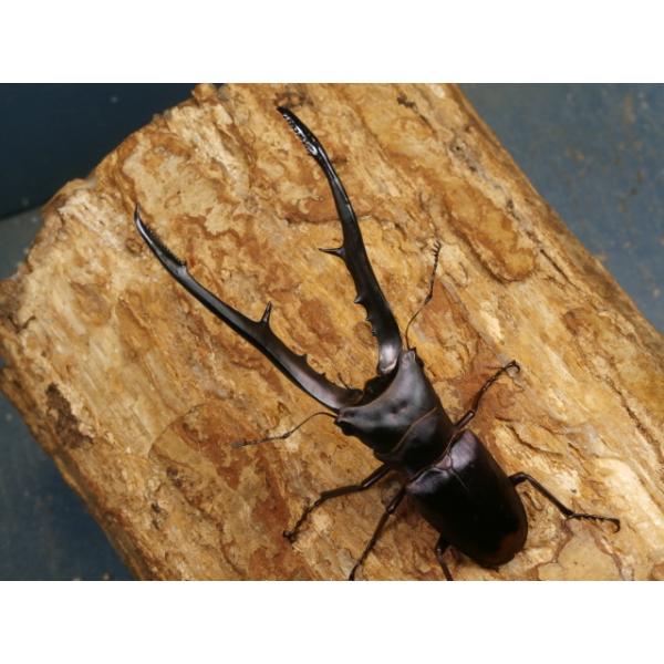 メタリフェルホソアカクワガタ幼虫3頭インドネシア　ペレン島　F2初2令幼虫3頭　R8年1月孵化親はパープル系の個体でした。画像は参考個体です。