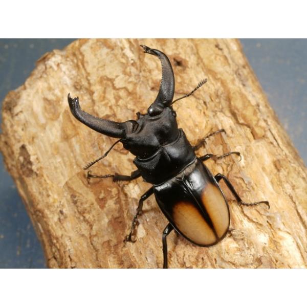 パリーフタマタ（ディロレイ）♂♀ペアタイ チェンマイ県ファン　F2♂73ミリ　R7年11月羽化♀43ミリ　R7年9月羽化♀の右アゴ先が少し欠けてます。画像は出品個体です。