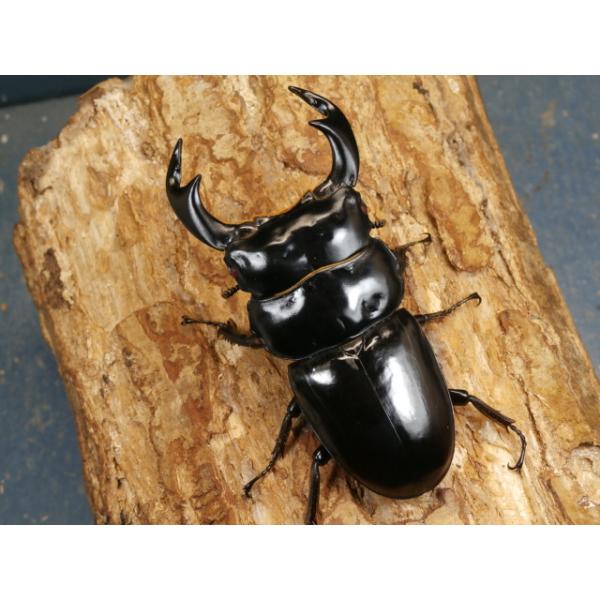 アンタエウスオオクワガタ幼虫3頭インド　ウエストベンガル州ダージリン　タイガーヒル　CB初２令幼虫3頭　R8年1月孵化種親は赤眼でした。理論上、次世代も赤眼で羽化します。画像は参考個体です。