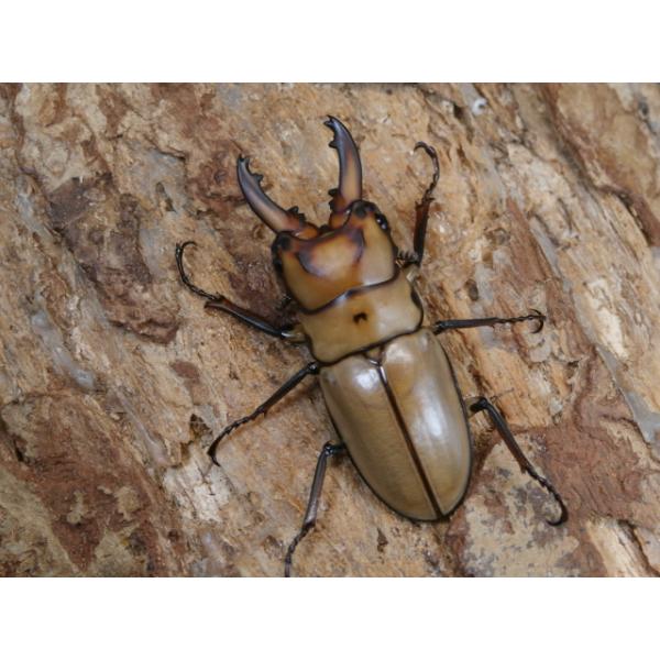 オキピタリスノコギリ♂♀ペアインドネシア　スラウェシ島　WF1♂37ミリ　R8年1月羽化♀25ミリ　R7年12月羽化画像は出品個体です。