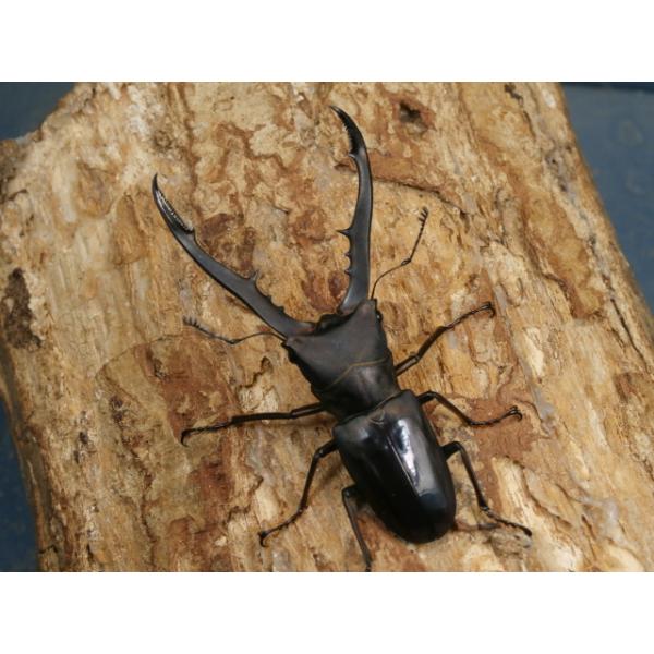 メタリフェルホソアカ♂♀ペアインドネシア　ペレン島　F3♂62〜64ミリ　R8年1月羽化　♀25〜26ミリ　R8年1月羽化　画像は参考個体（出品個体含む）です。