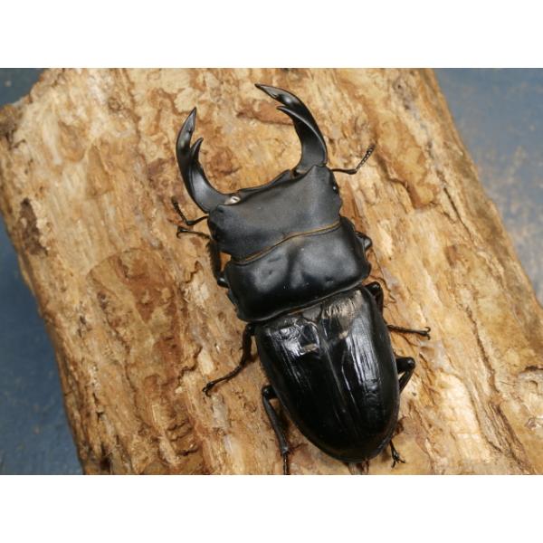 オオクワガタ♂♀ペア兵庫県川西市　CBF1♂78ミリ　R7年7月羽化♀53ミリ　R7年7月羽化♂の上翅に少しシワがあります。画像は出品個体です。