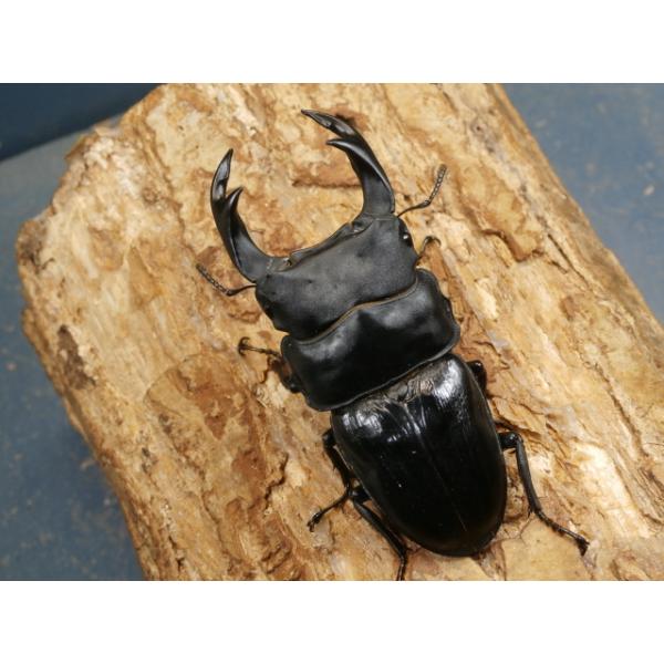 オオクワガタ♂♀ペア兵庫県川西市　CBF1♂77ミリ　R7年7月羽化♀53ミリ　R7年7月羽化画像は出品個体です。