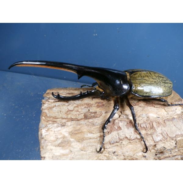 ヘラクレス（ヘラヘラ）♂♀ペアグアドループ　CBF1♂152ミリ　R8年1月中旬羽化♀67ミリ　R8年1月上旬羽化♀の画像はございませんが、問題は無く完品です。画像は出品個体です。