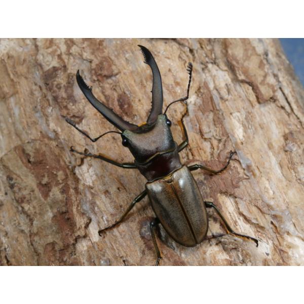 モンタネルスホソアカ♂単品ボルネオ島トゥルスマディ山　WF152ミリ　　 R8年1月羽化画像は出品個体です。