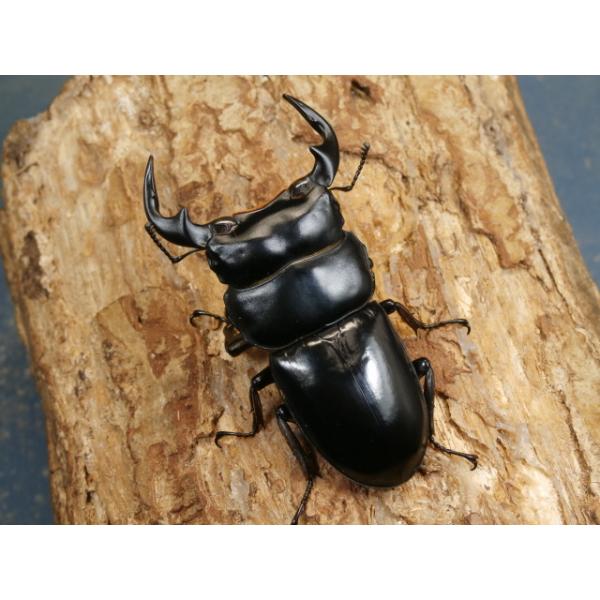 アンタエウスオオクワガタ♂♀ペアインド　ウエストベンガル州ダージリン　タイガーヒル　CBF1♂64ミリ　　R8年1月羽化♀42ミリ　　R8年1月羽化画像は出品個体です。