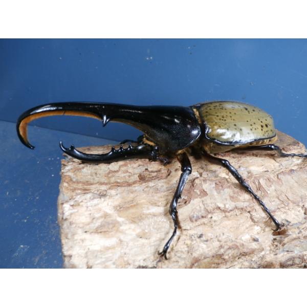 ヘラクレス（ヘラヘラ）♂♀ペアグアドループ　CBF1♂140ミリ　R8年1月中旬羽化♀65ミリ　R8年1月上旬羽化♂の胸角が曲がっています。♀の画像はございませんが、問題は無く完品です。画像は出品個体です。