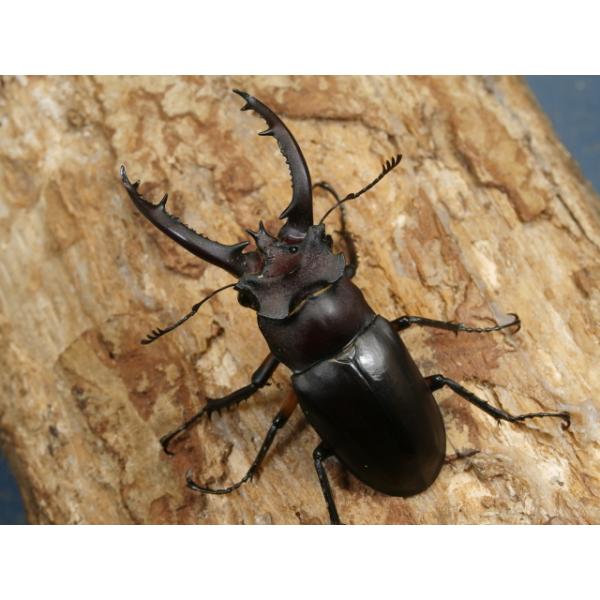 タイワンミヤマ♂単品台湾　新北市　三峡　WF158ミリ　　 R7年12月羽化画像は出品個体です。