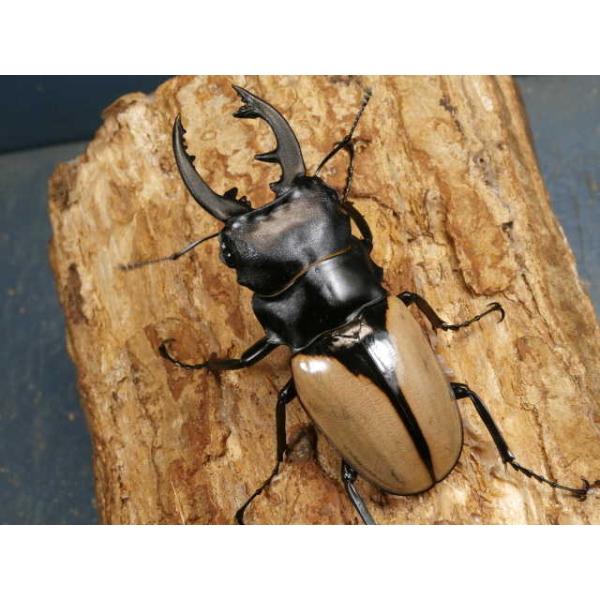 ブルマイスターツヤクワガタ幼虫3頭インド　ニルギリ高原　CBF1初2令幼虫3頭　R8年2月孵化画像は参考個体です。